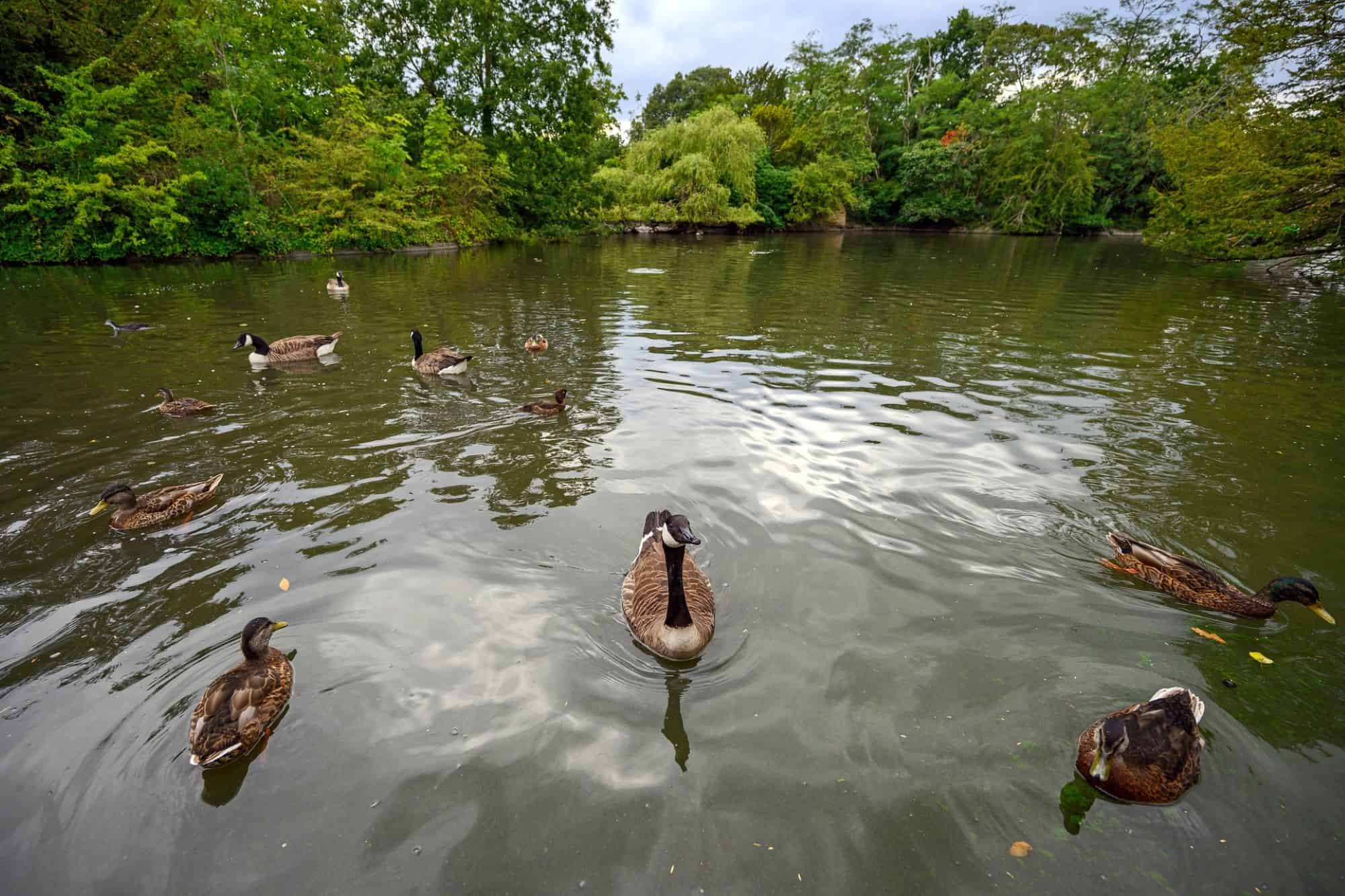 Top Neighbourhoods: The Best Areas to Move to in Dulwich
